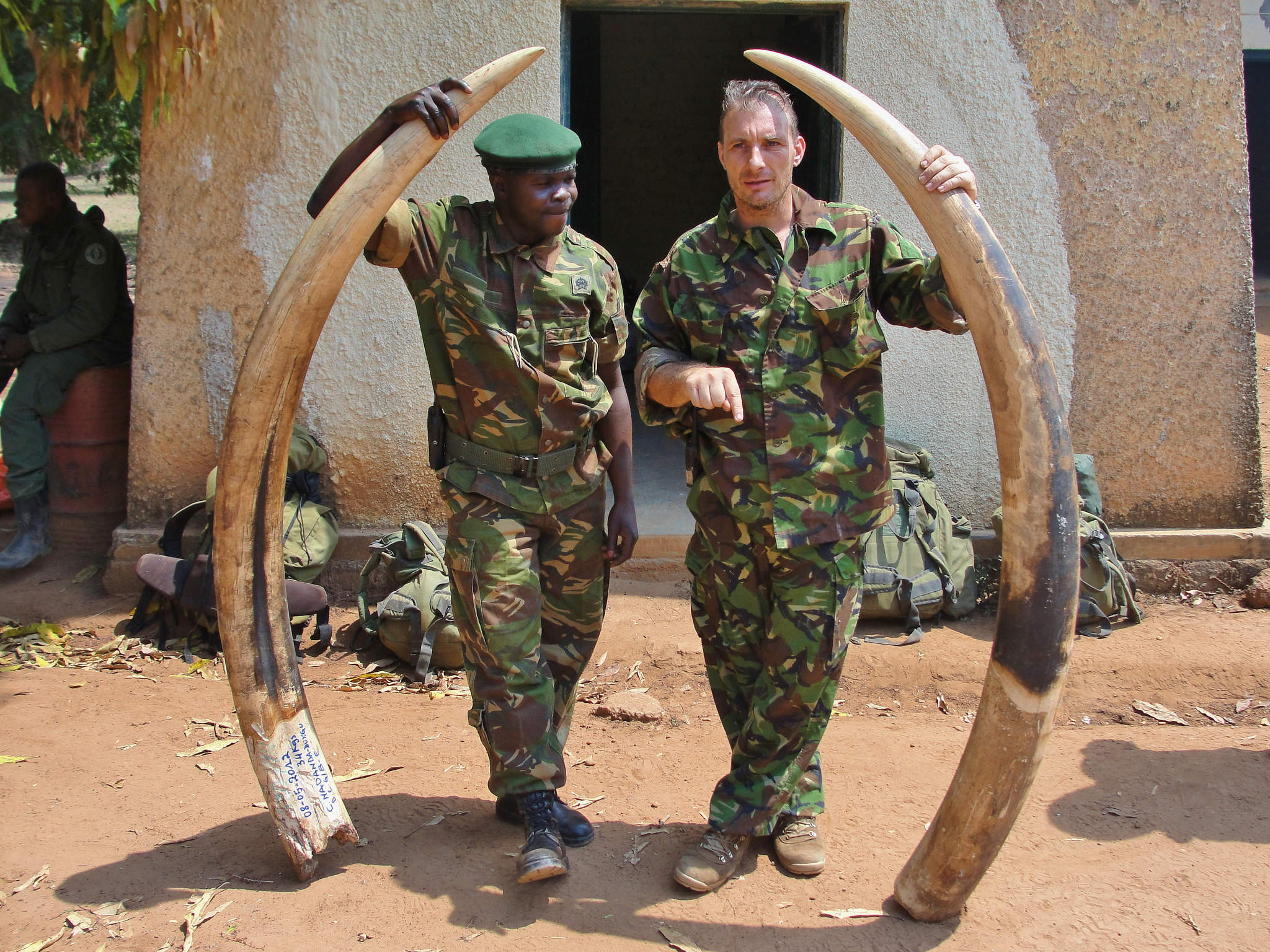 The role of airports in tackling the ivory trade - Airport Technology