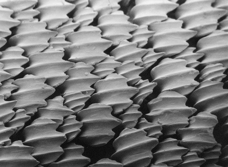Sharkskin design improves aircraft aerodynamics - Airport Technology